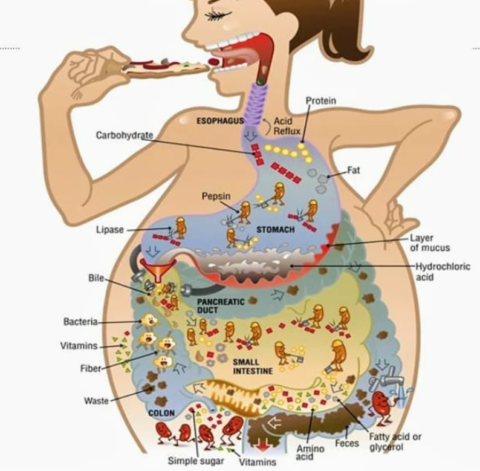 We are not only what we eat, but how and what we digest - Be Well Balanced